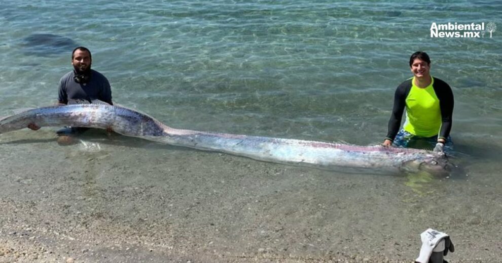 Pez Remo Es Encontrado En Playa De Baja California Sur | Ambiental News